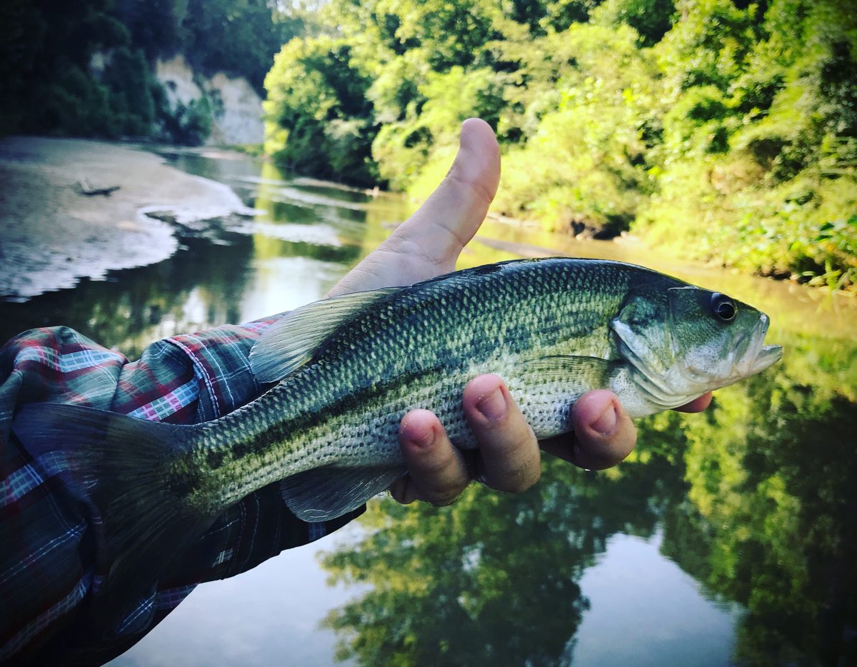 Bass & Panfish Gallery - The Fat Fingered Fly Tyer