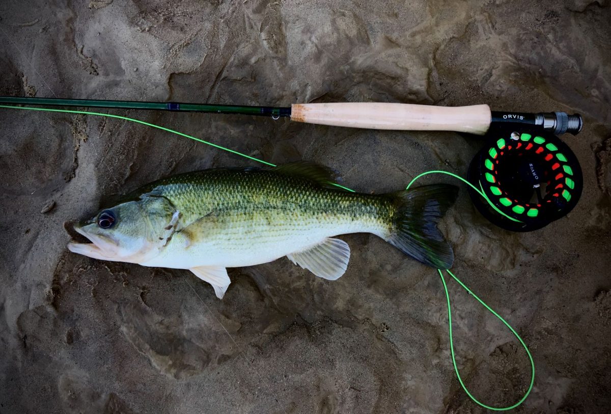 Spotted Bass Wade Trip: October 14, 2020 - The Fat Fingered Fly Tyer
