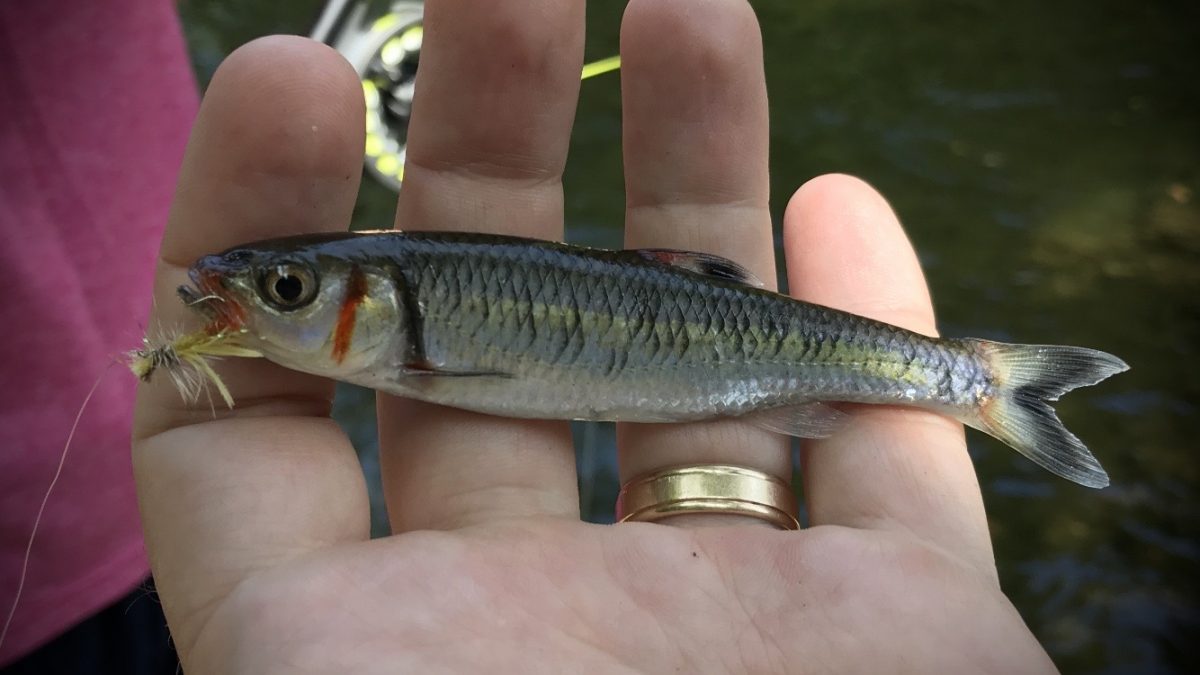 Fly Fishing Life List - The Fat Fingered Fly Tyer