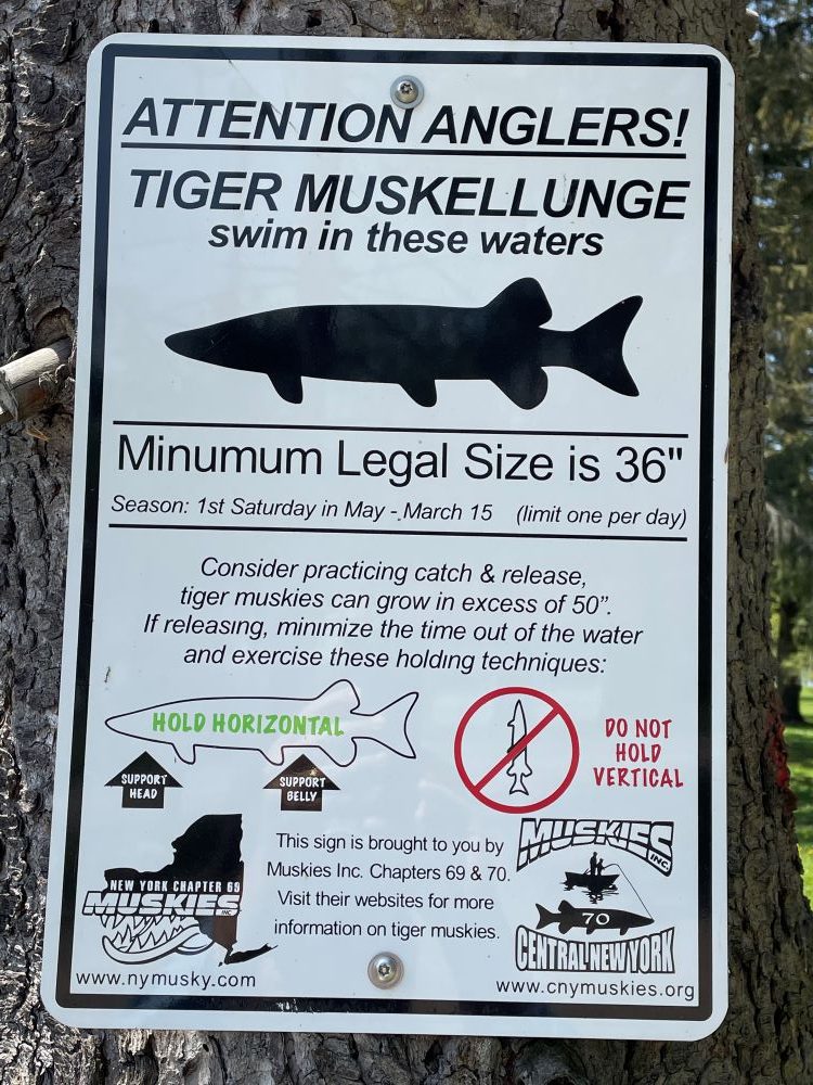 The Mayfly Project's 25 on the Fly: Photo Gallery - The Fat Fingered ...