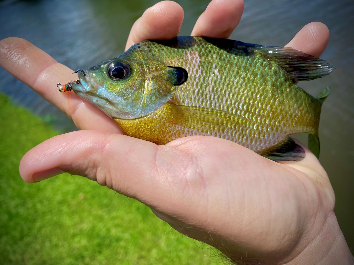 Sexy Walts Worm Step By Step The Fat Fingered Fly Tyer