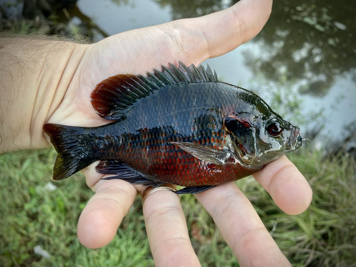 Sunfish on the Fly - The Fat Fingered Fly Tyer