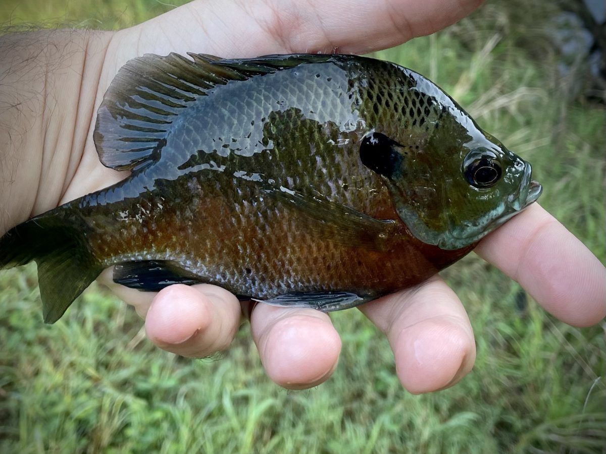 Sunfish on the Fly - The Fat Fingered Fly Tyer