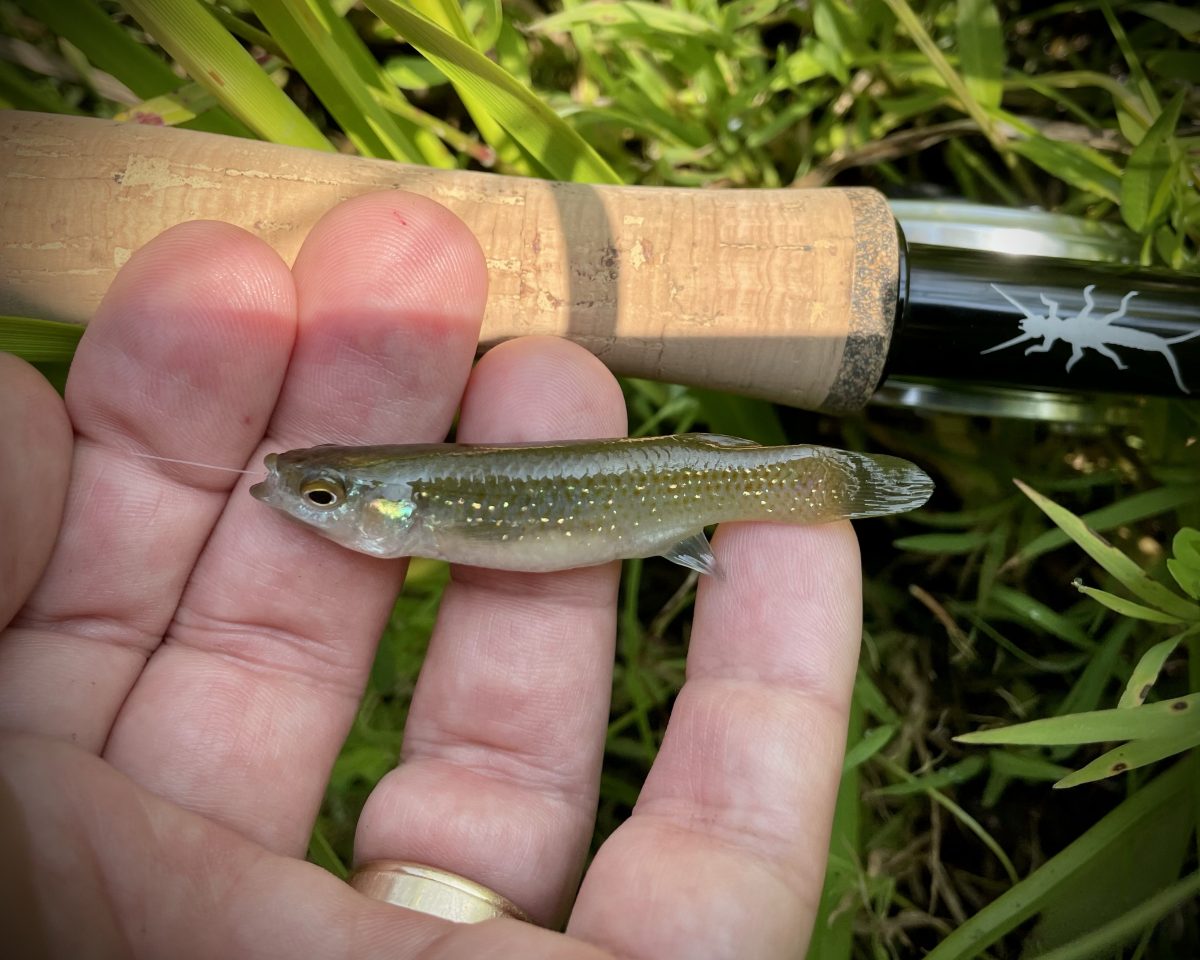 Fly Fishing Life List - The Fat Fingered Fly Tyer