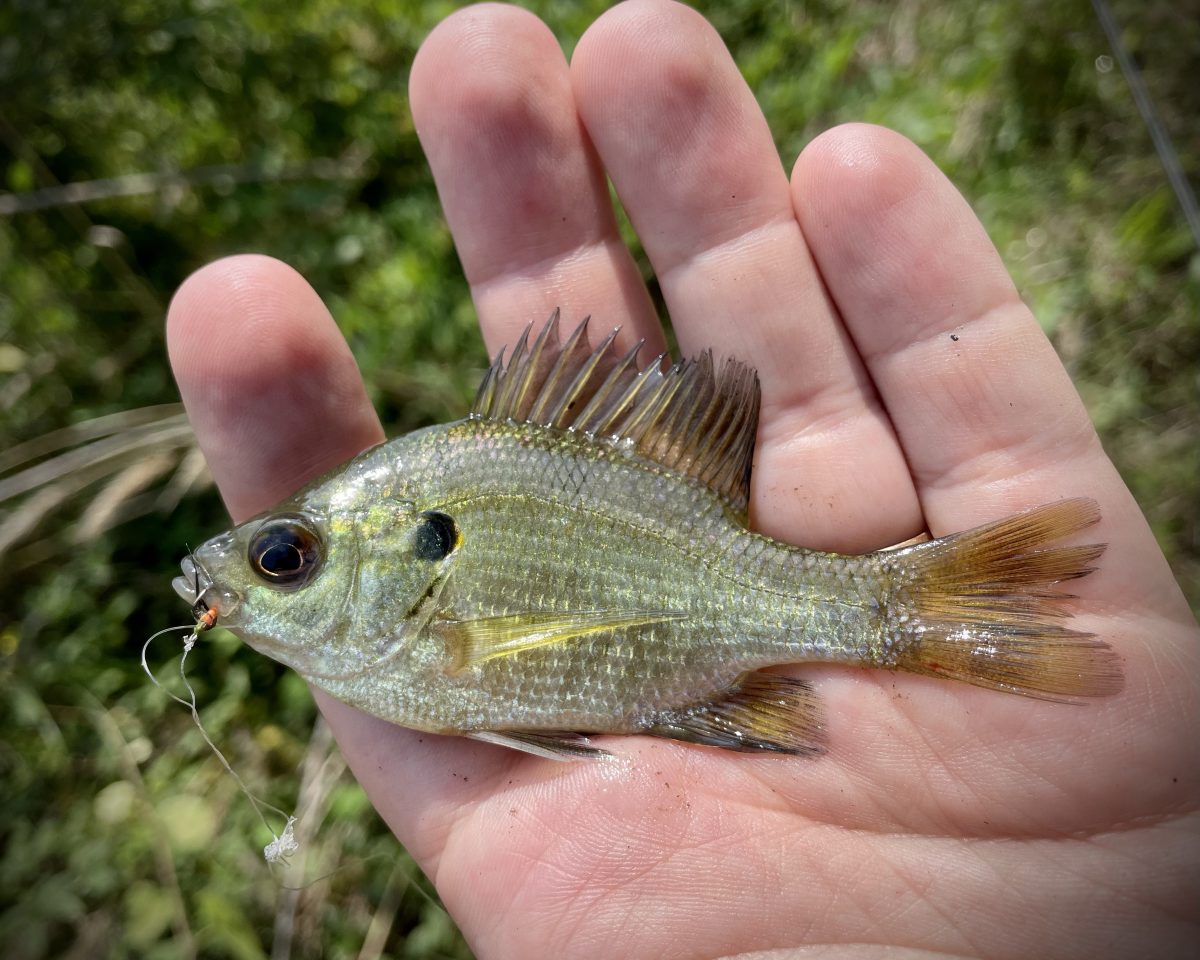 Sunfish on the Fly - The Fat Fingered Fly Tyer