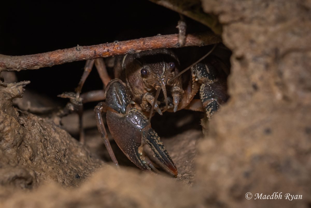 Clouser's Crayfish Fly Step-by-Step - The Fat Fingered Fly Tyer