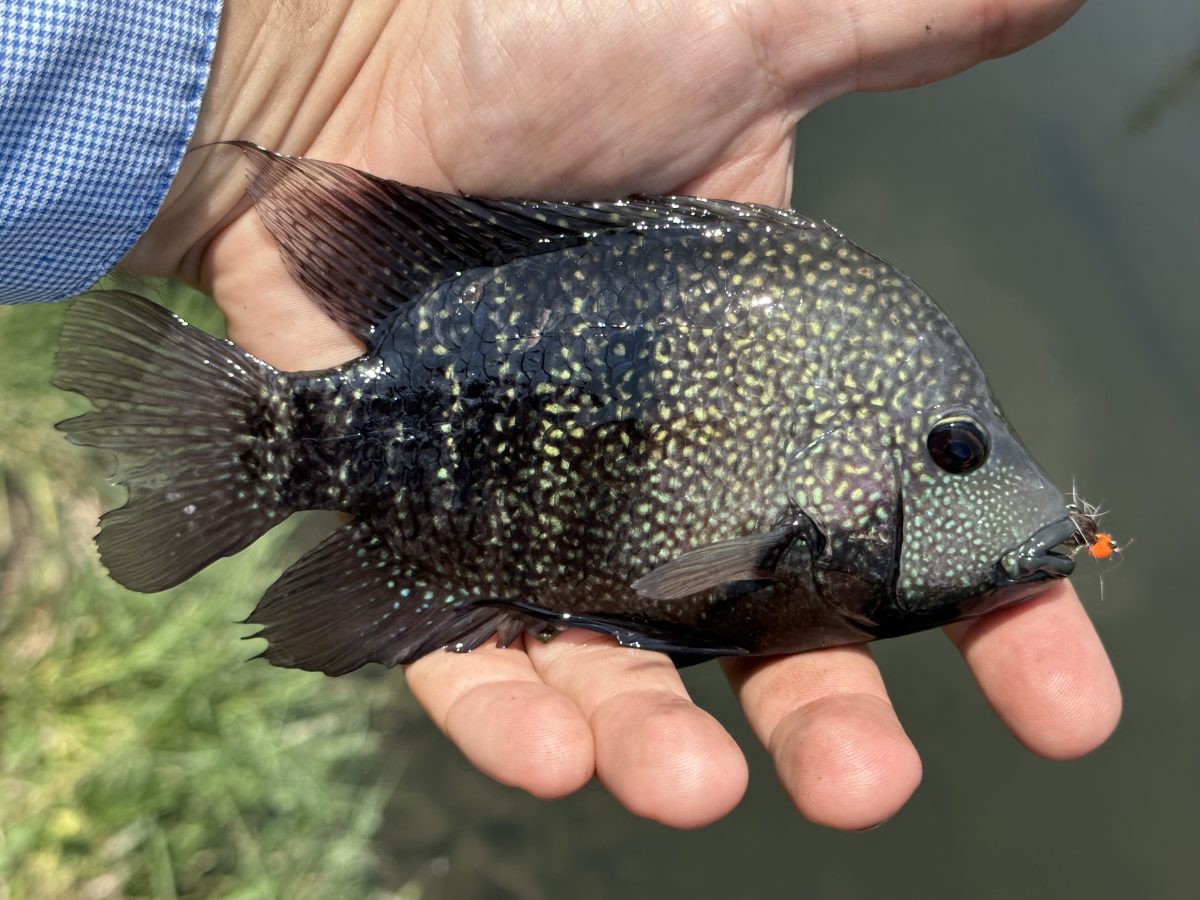 Fly Fishing Life List - The Fat Fingered Fly Tyer